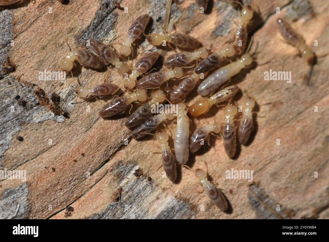 Western Subterranean Termite (Reticulitermes hesperus Stock Photo - Alamy