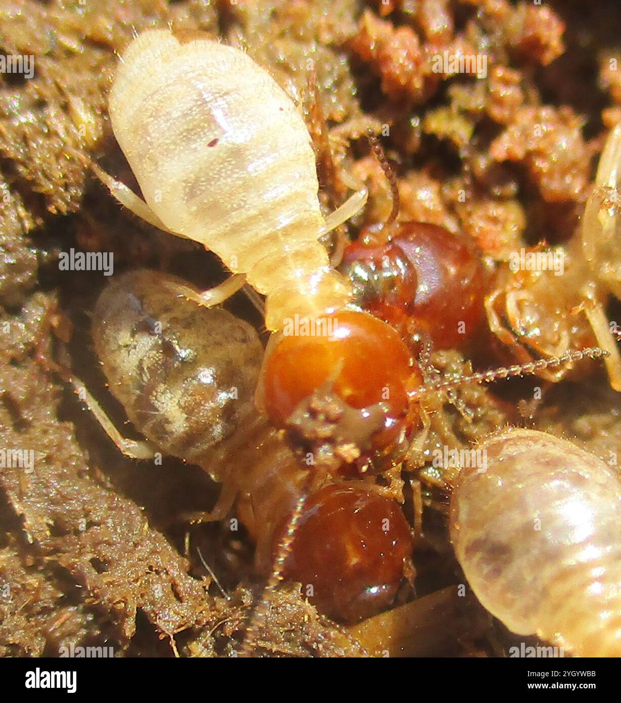 fungus-growing termites (Macrotermitinae Stock Photo - Alamy