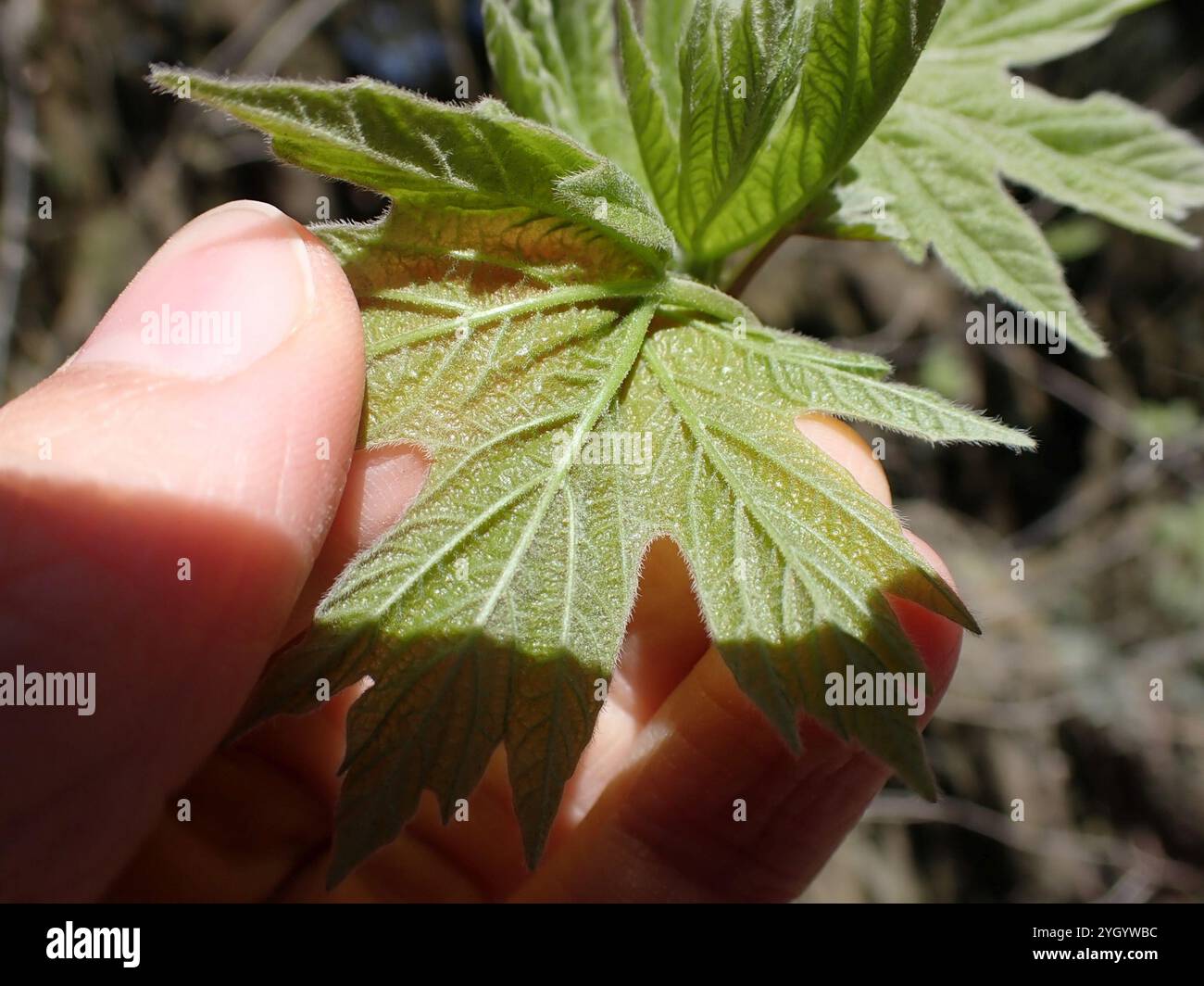 bigleaf maple (Acer macrophyllum Stock Photo - Alamy