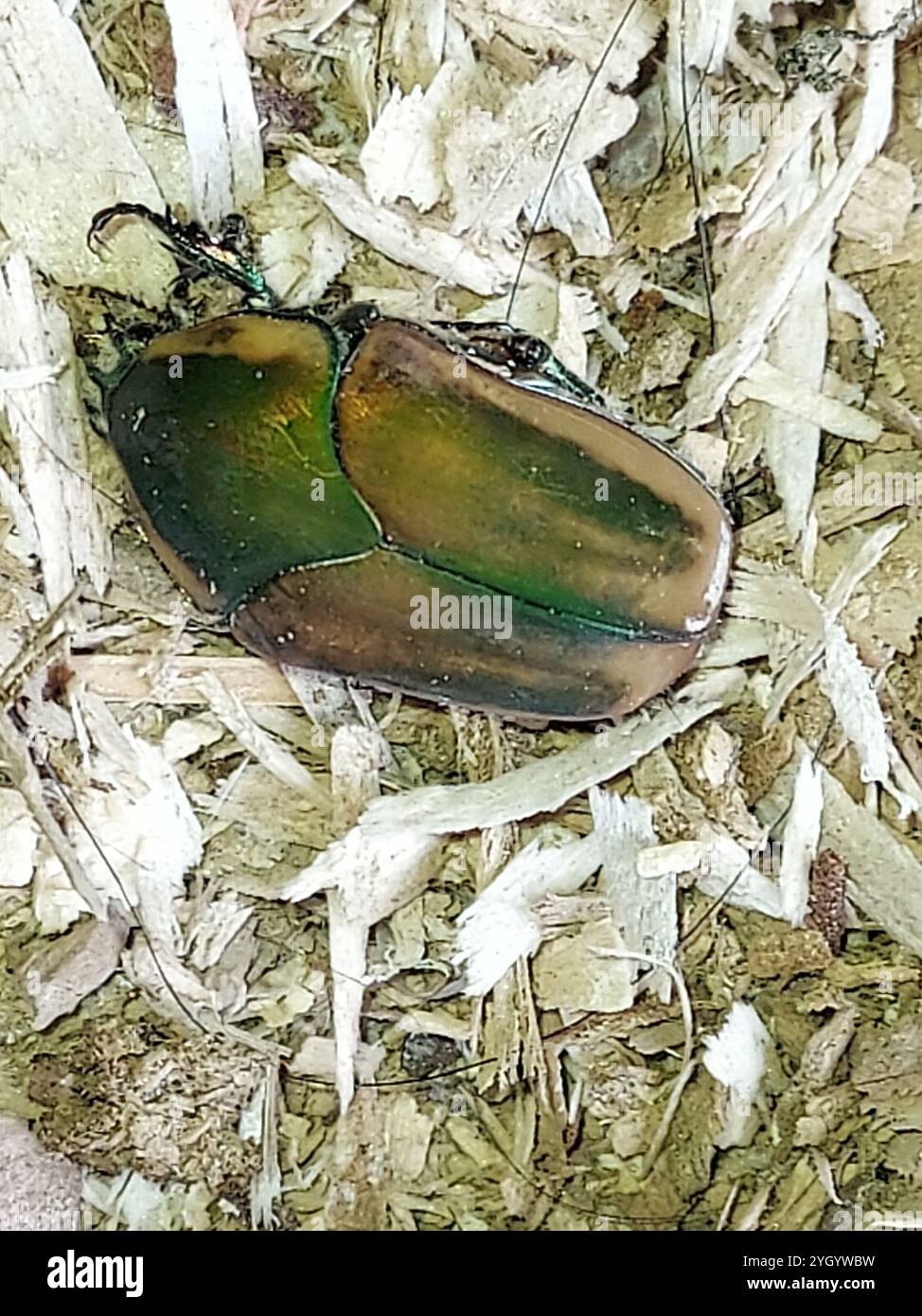 Common Green June Beetle (Cotinis nitida Stock Photo - Alamy