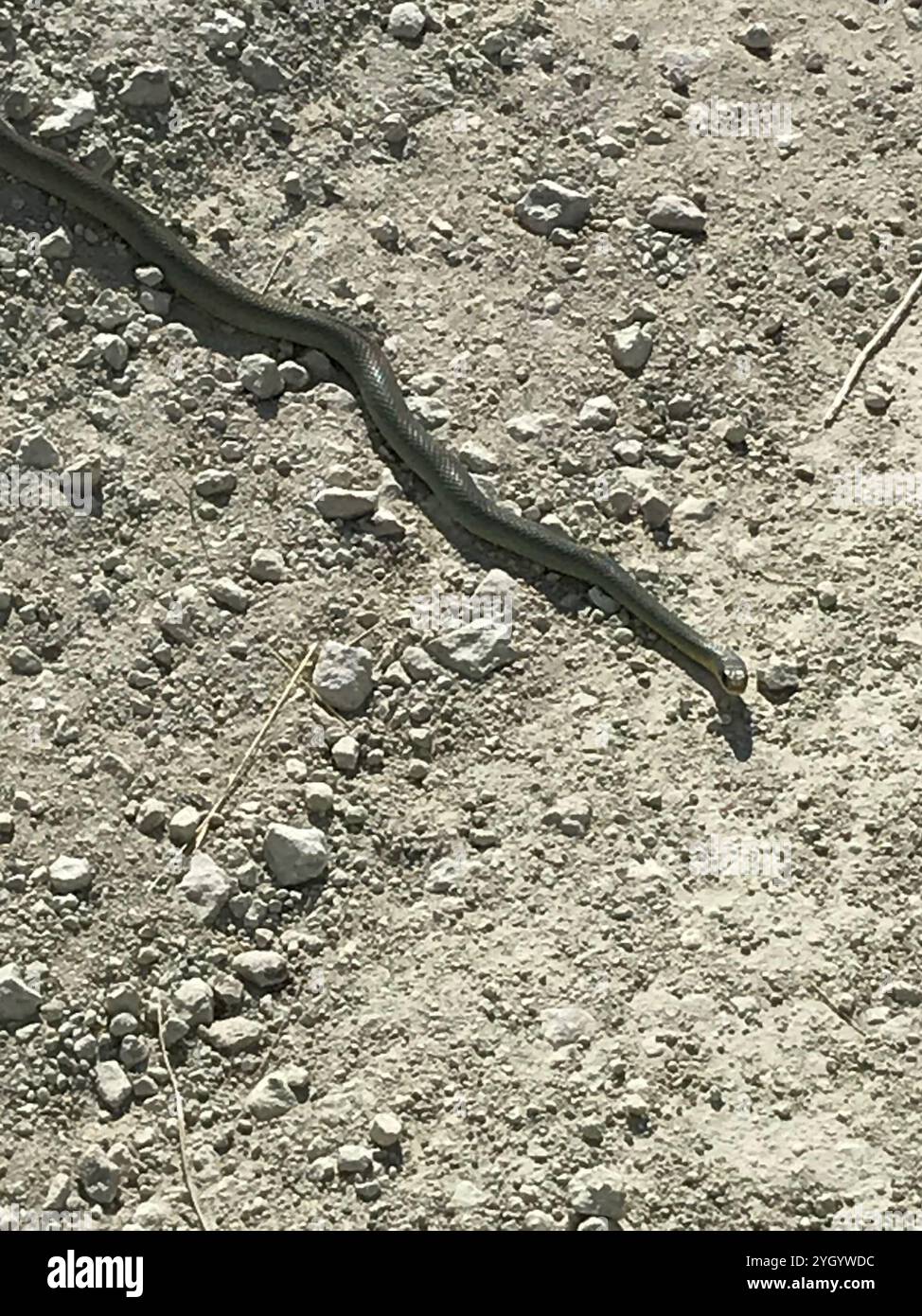 Eastern Yellow-bellied Racer (Coluber constrictor flaviventris Stock ...