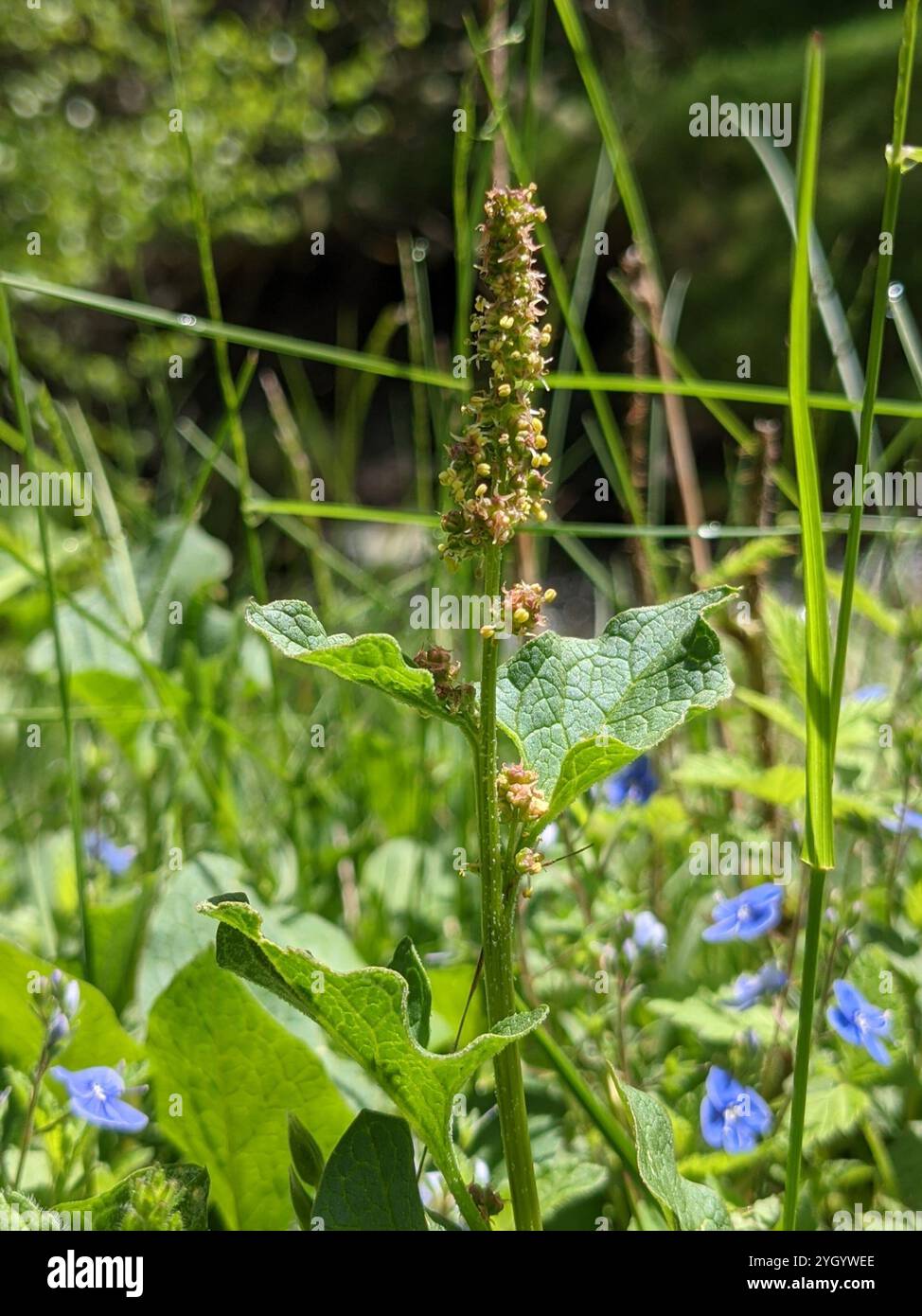 Blitum bonus henricus hi-res stock photography and images - Alamy