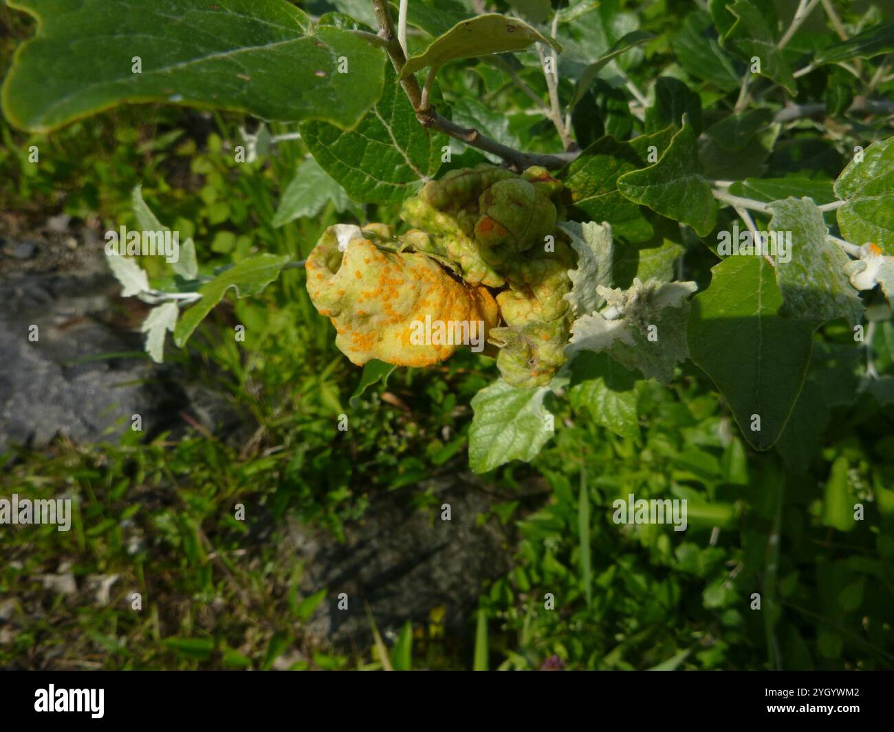 Poplar Leaf-stem Gall Aphids (Pemphigus Stock Photo - Alamy