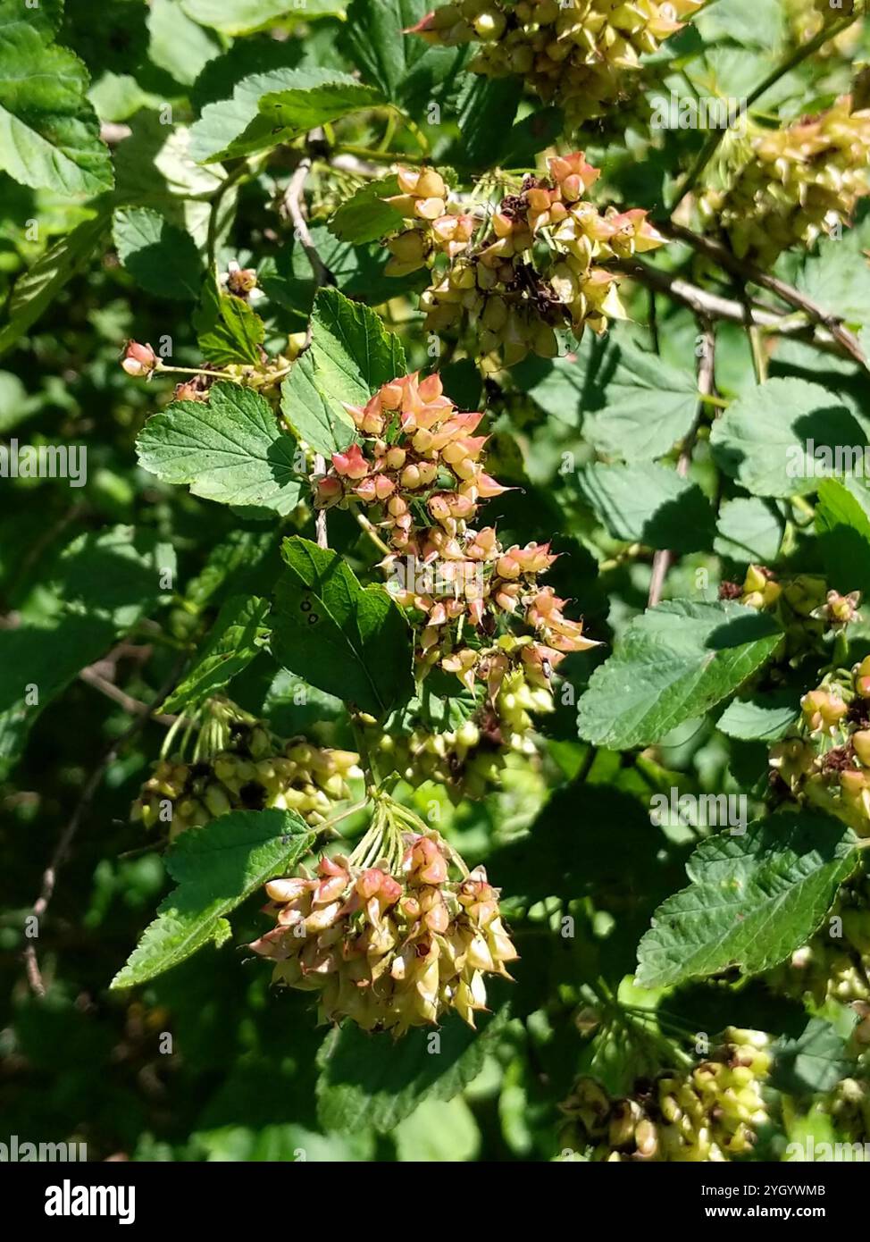 common ninebark (Physocarpus opulifolius Stock Photo - Alamy