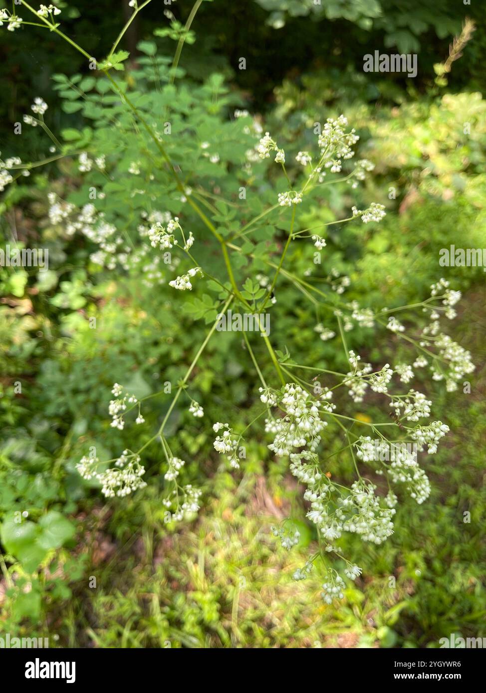 tall meadow-rue (Thalictrum pubescens Stock Photo - Alamy