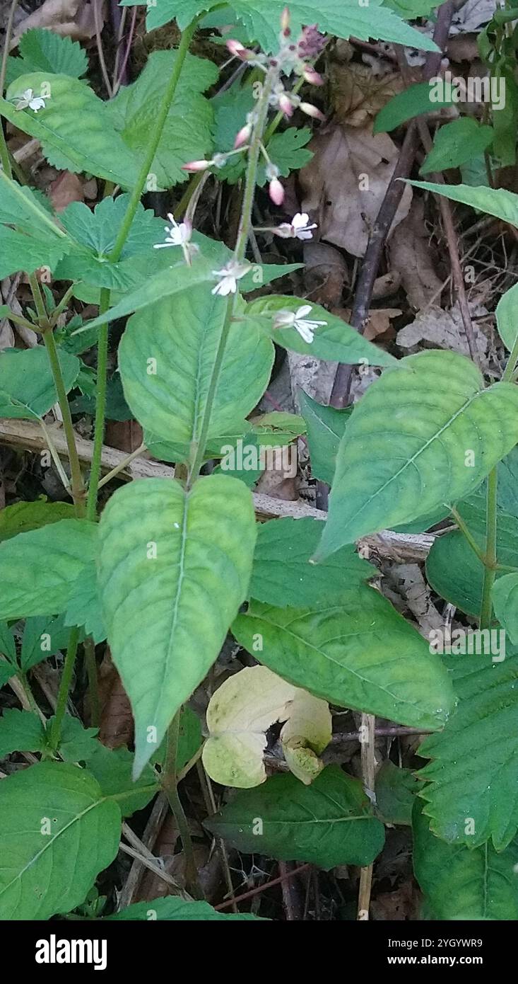 enchanter's-nightshade (Circaea lutetiana Stock Photo - Alamy