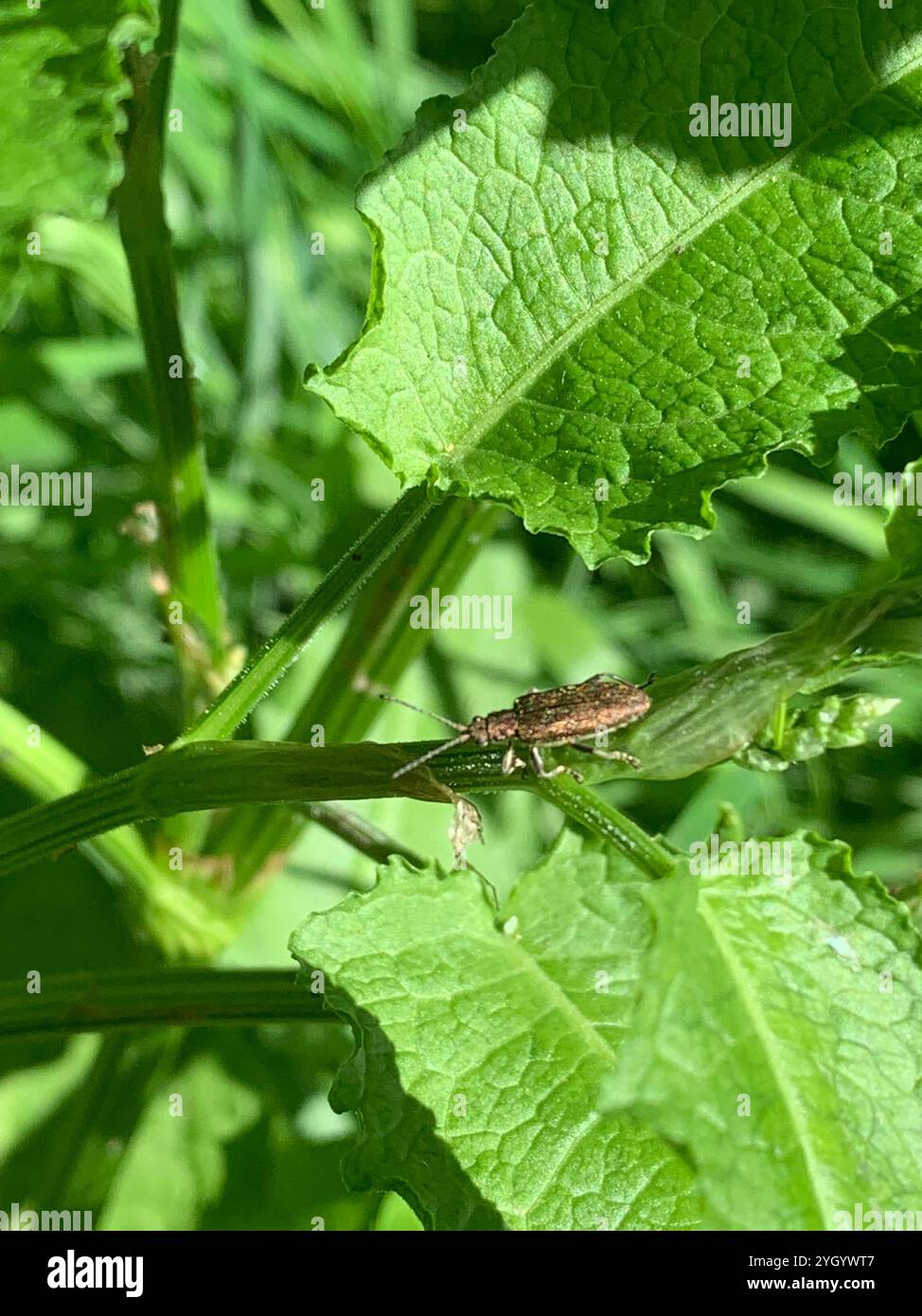 Donacia simplex hi-res stock photography and images - Alamy