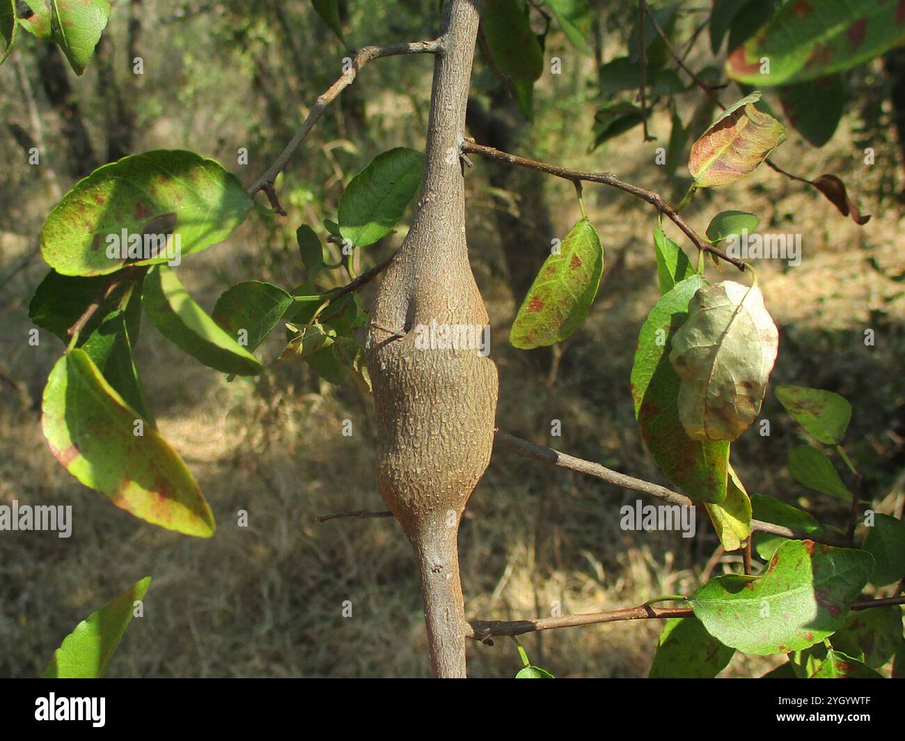 tamboti (Spirostachys africana Stock Photo - Alamy