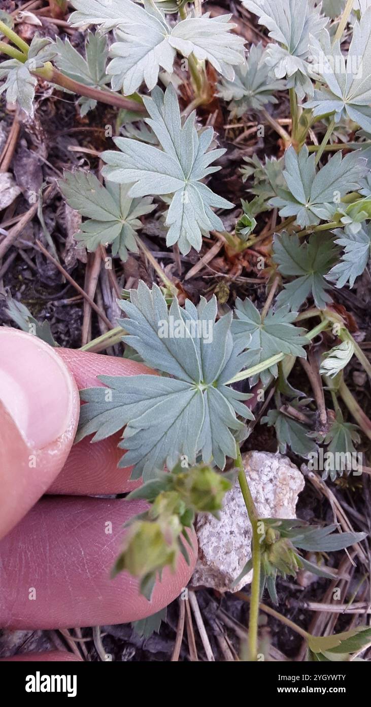 Blueleaf Cinquefoil (Potentilla glaucophylla Stock Photo - Alamy