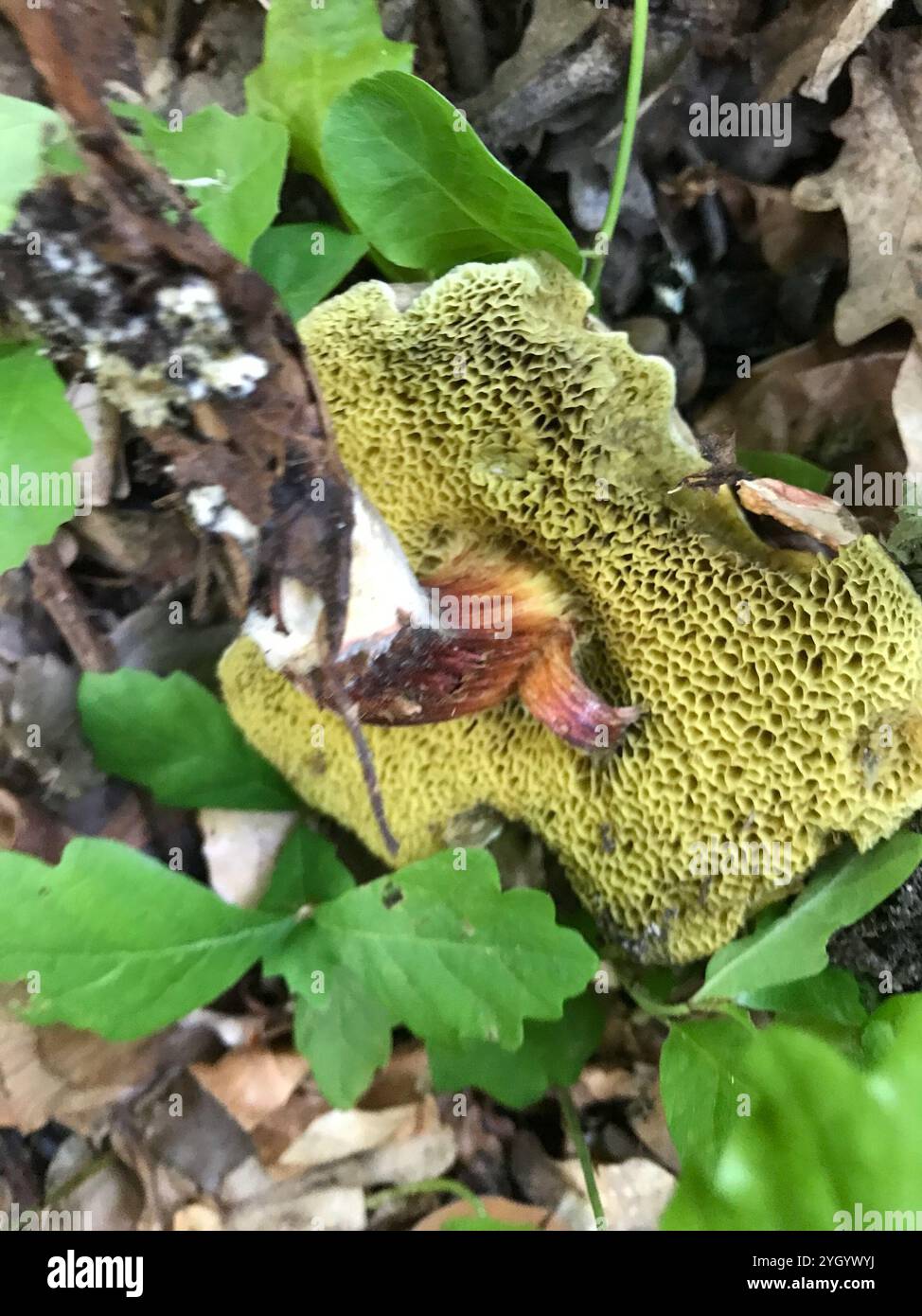 Red-cracking Bolete (Xerocomellus chrysenteron Stock Photo - Alamy