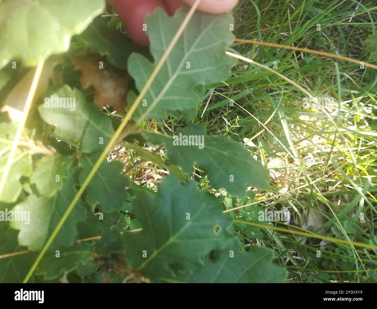 downy oak (Quercus pubescens Stock Photo - Alamy