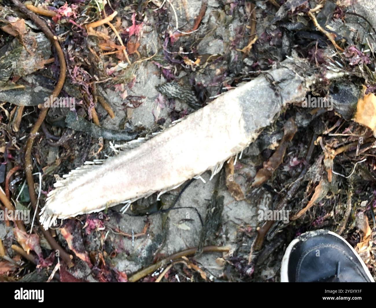 Lingcod (Ophiodon elongatus Stock Photo - Alamy