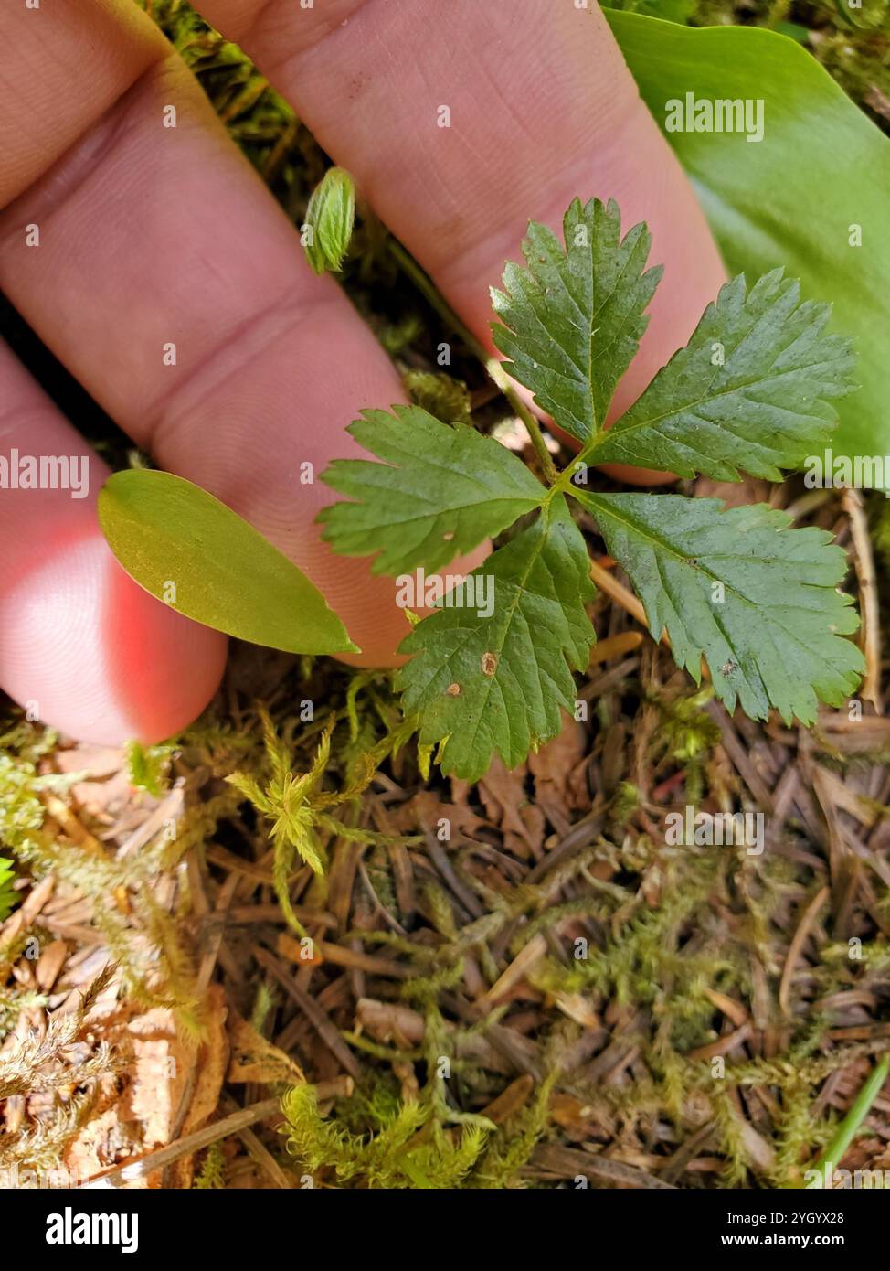 Five-leaf Dwarf Bramble (Rubus pedatus Stock Photo - Alamy