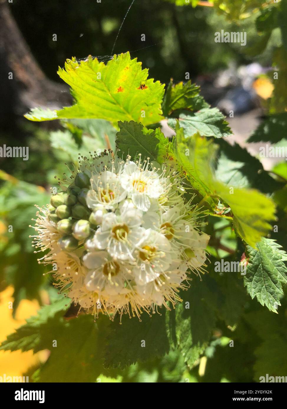 Pacific ninebark (Physocarpus capitatus Stock Photo - Alamy
