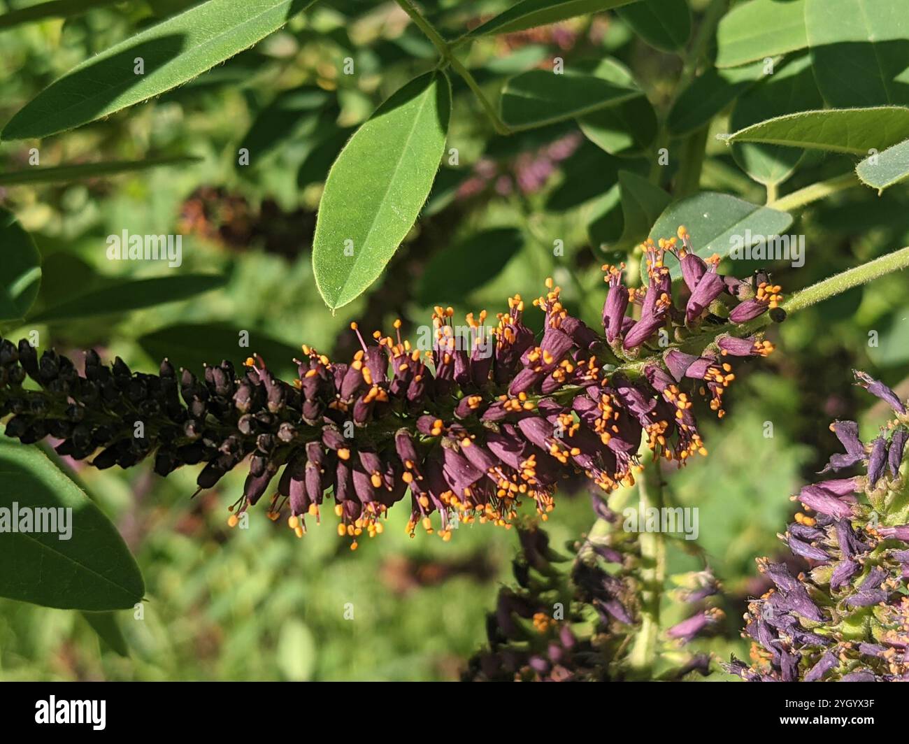 false indigo bush (Amorpha fruticosa Stock Photo - Alamy