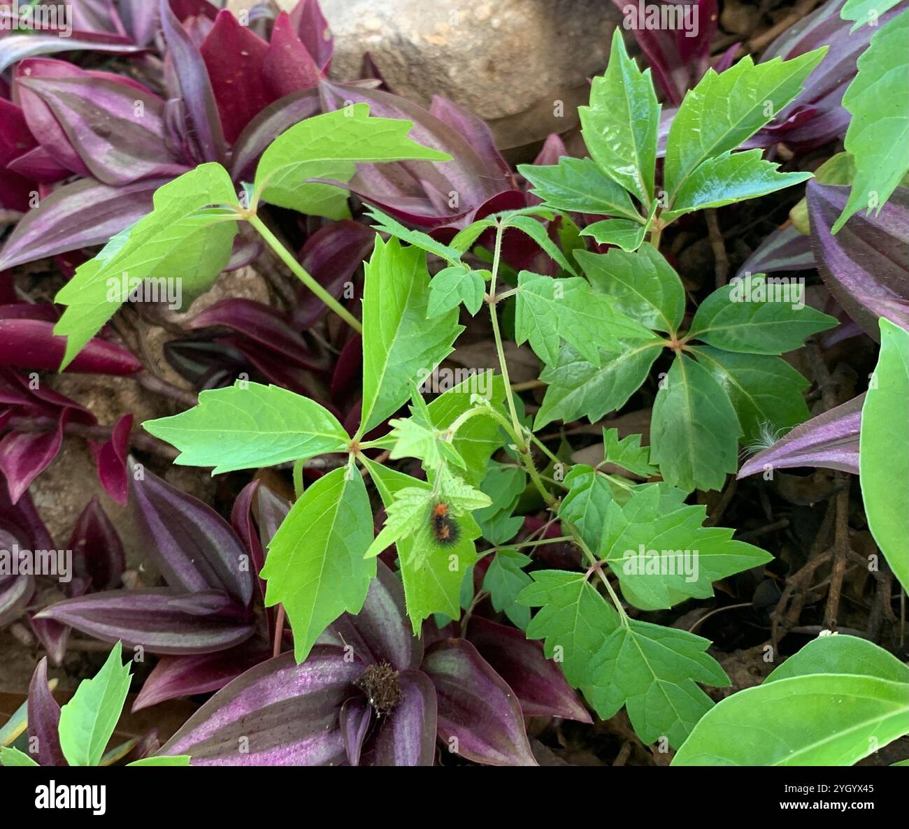 Giant Leopard Moth (Hypercompe scribonia Stock Photo - Alamy