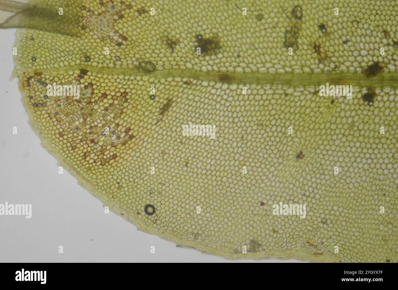 Long-beaked Thyme-moss (Plagiomnium rostratum Stock Photo - Alamy