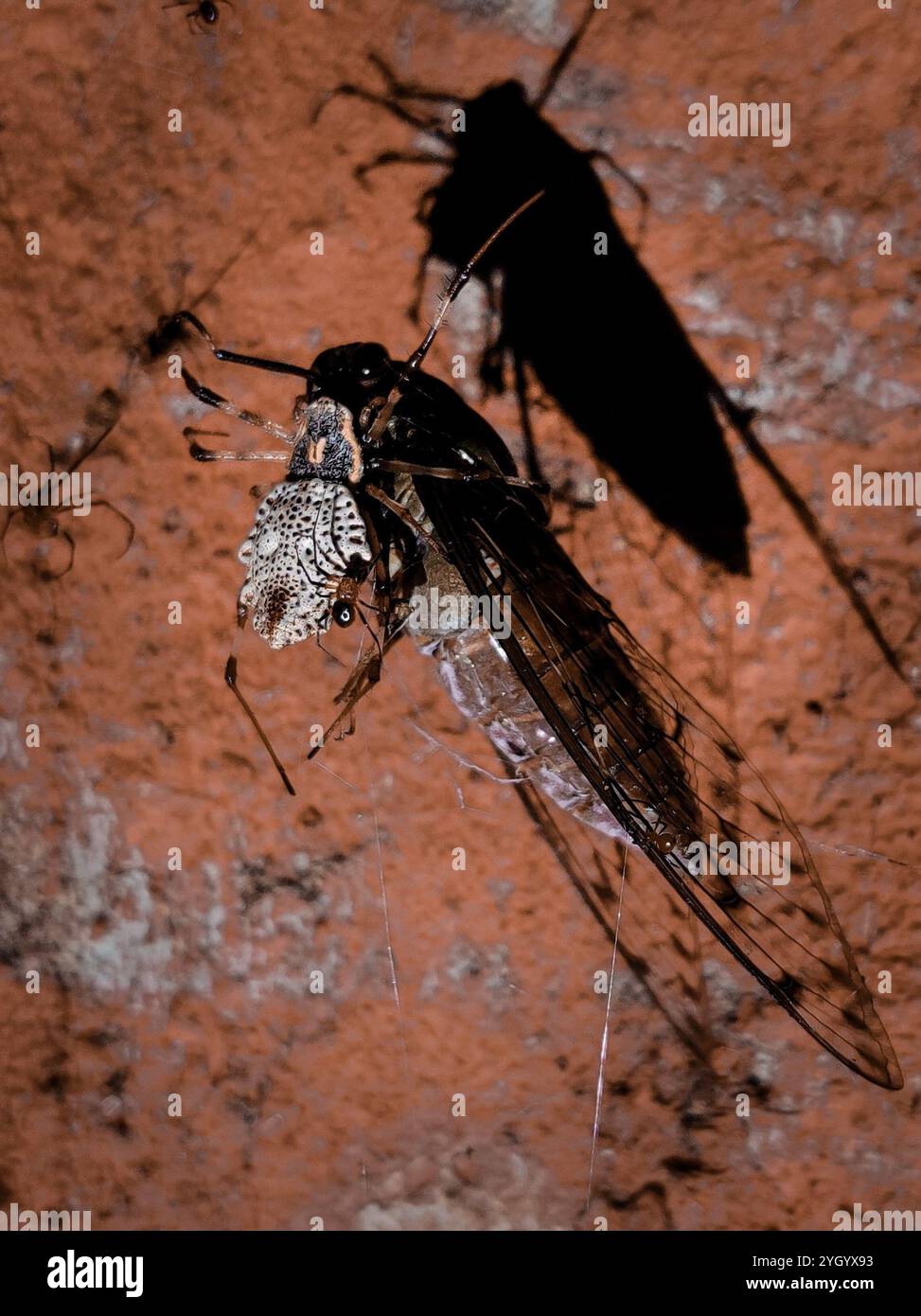 Ornamental Tree Trunk Spider (Herennia multipuncta Stock Photo - Alamy