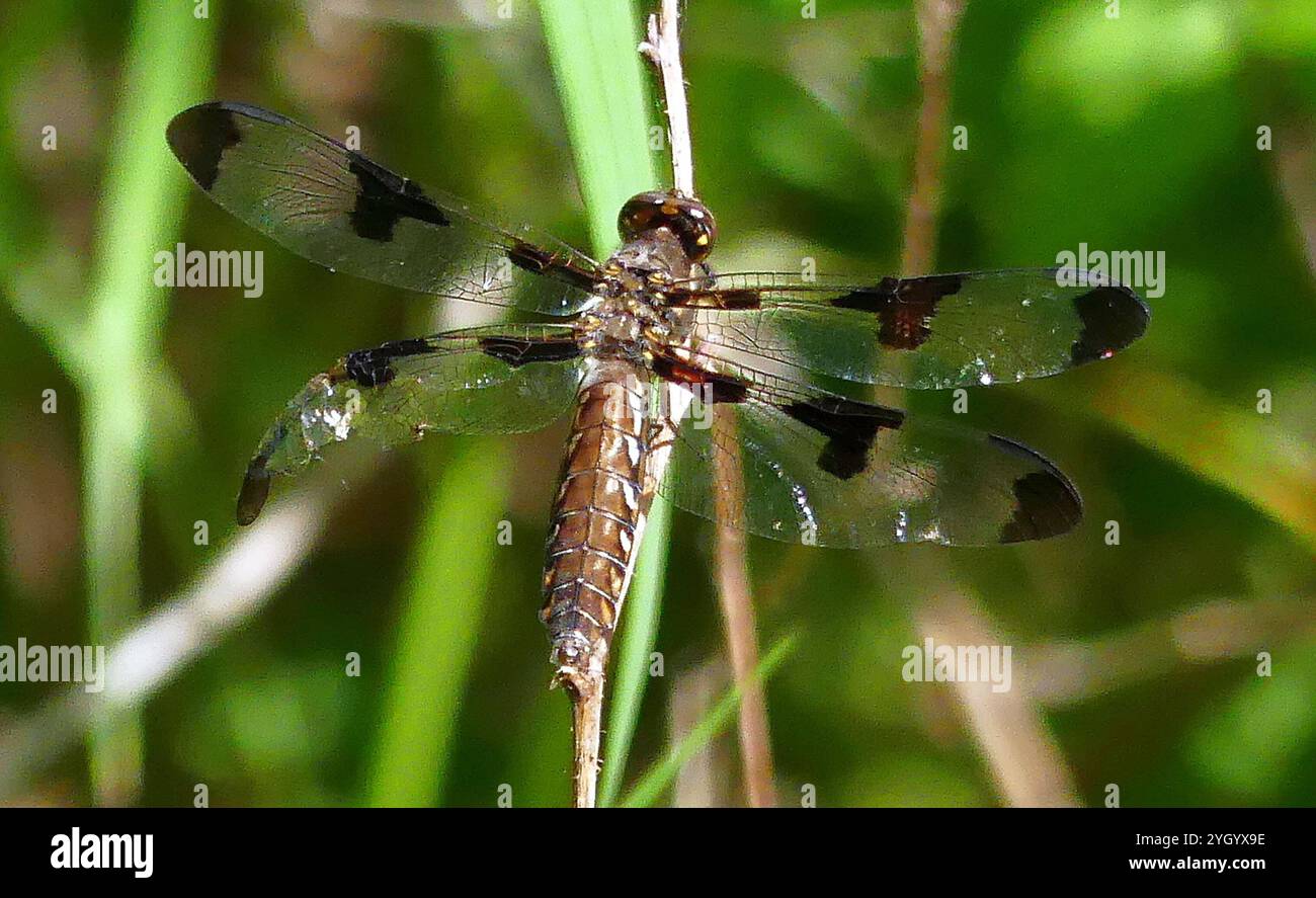 Common Whitetail (Plathemis lydia Stock Photo - Alamy