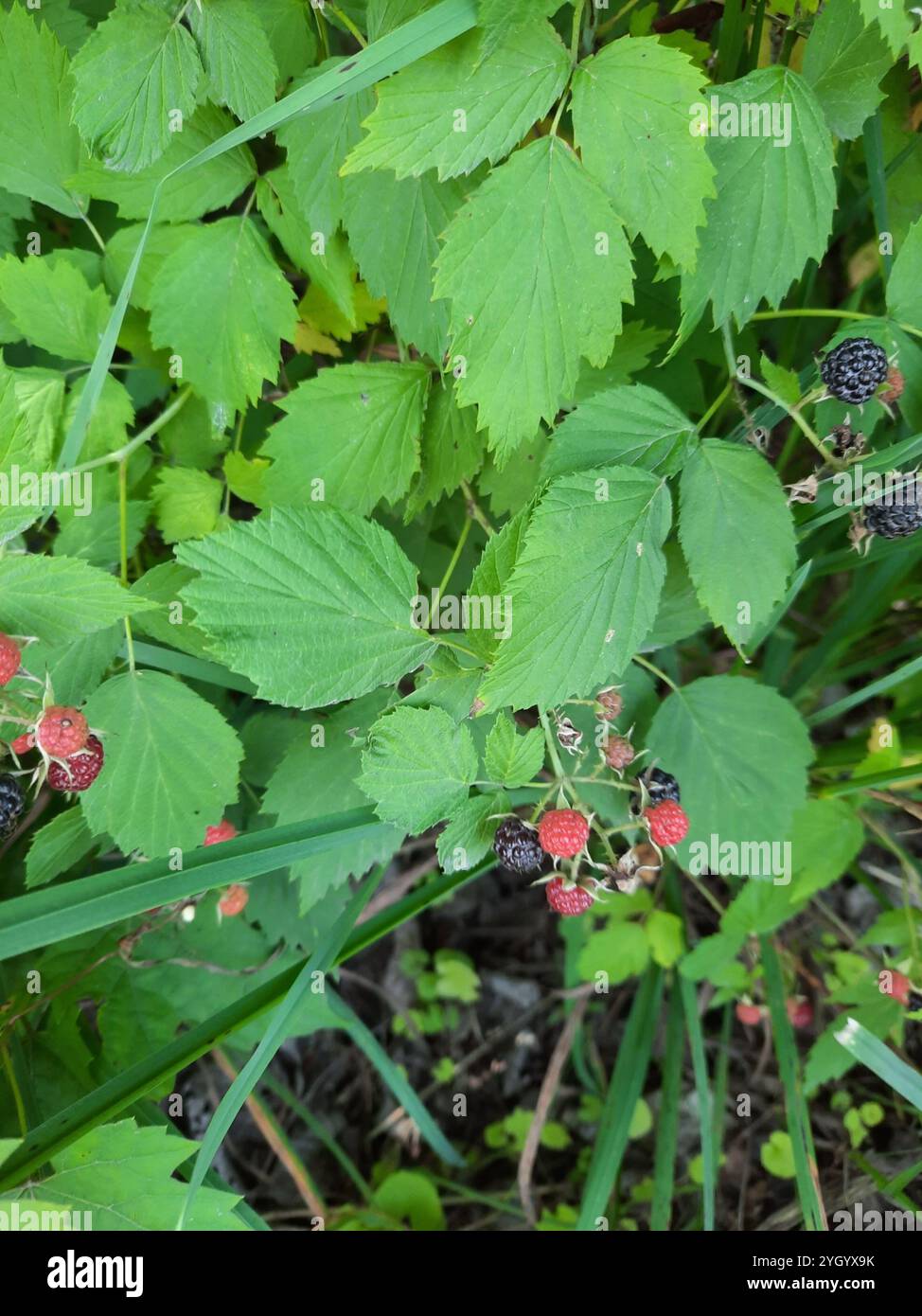 black raspberry (Rubus occidentalis Stock Photo - Alamy