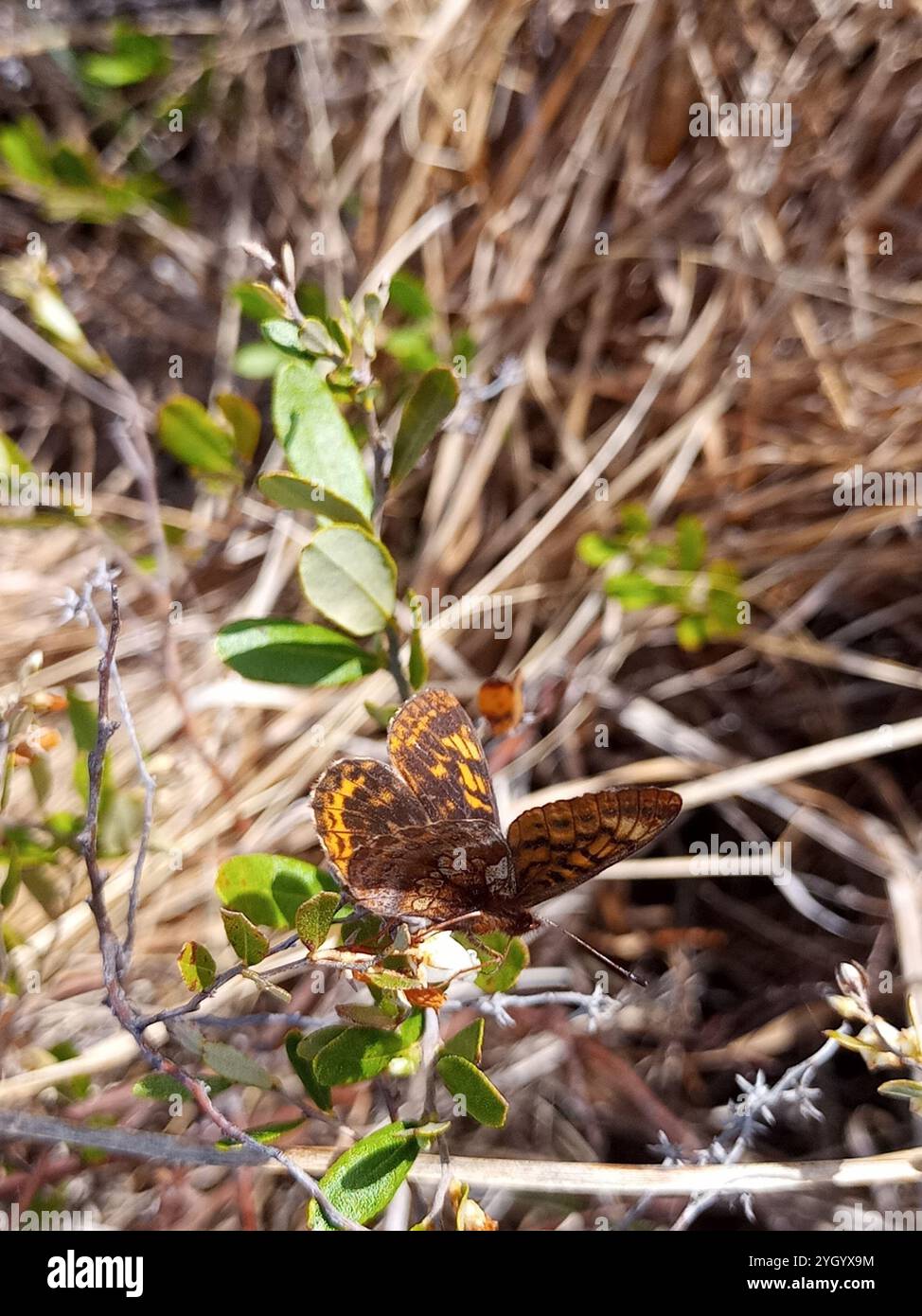 Frigga fritillary hi-res stock photography and images - Alamy