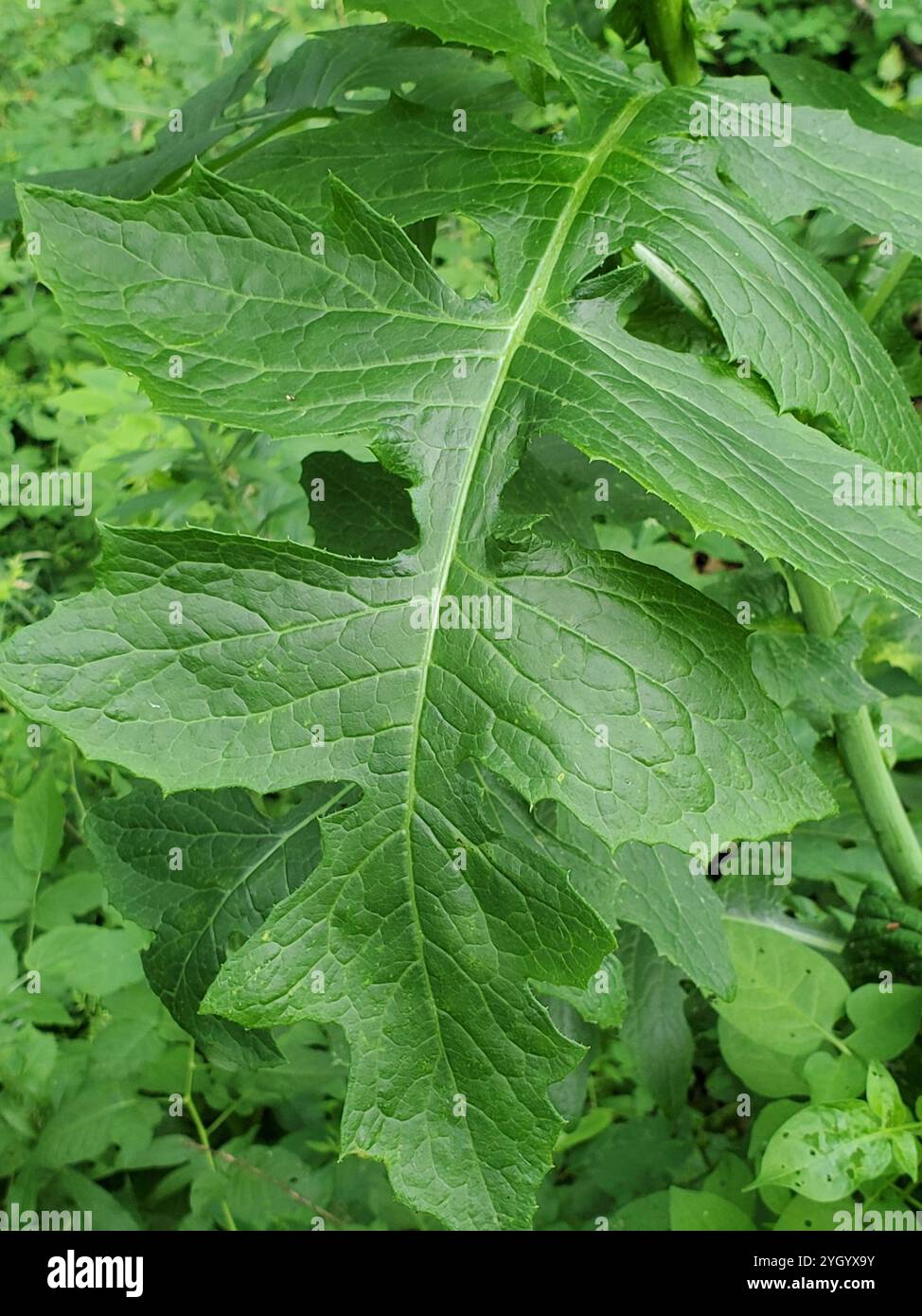 tall blue lettuce (Lactuca biennis Stock Photo - Alamy
