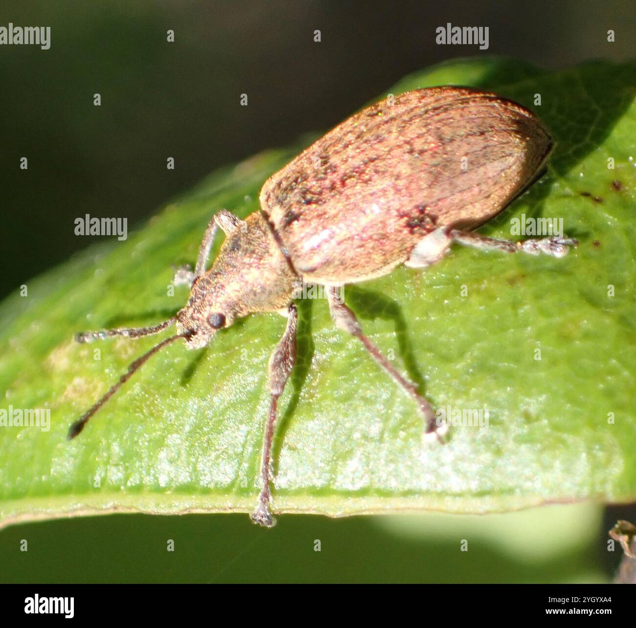 Common Leaf Weevil (Phyllobius pyri Stock Photo - Alamy