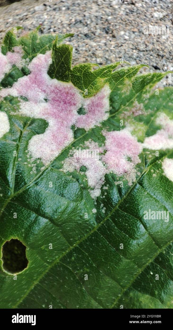 Lime felt gall mite hi-res stock photography and images - Alamy