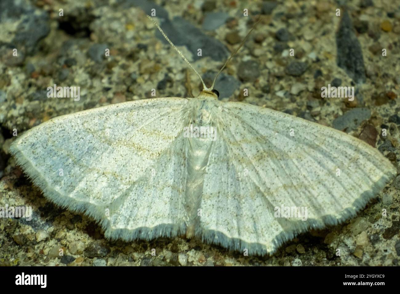 Four-lined Wave Moth (Scopula quadrilineata Stock Photo - Alamy