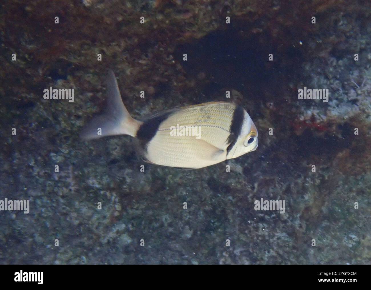 Common Two-banded Seabream (Diplodus vulgaris Stock Photo - Alamy