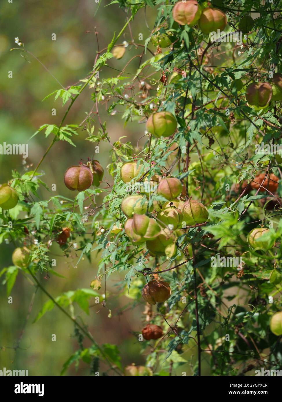 Lesser Balloon Vine (Cardiospermum halicacabum Stock Photo - Alamy