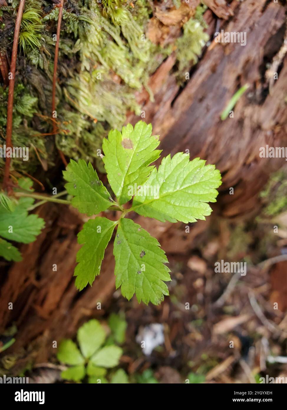 Five-leaf Dwarf Bramble (Rubus pedatus Stock Photo - Alamy