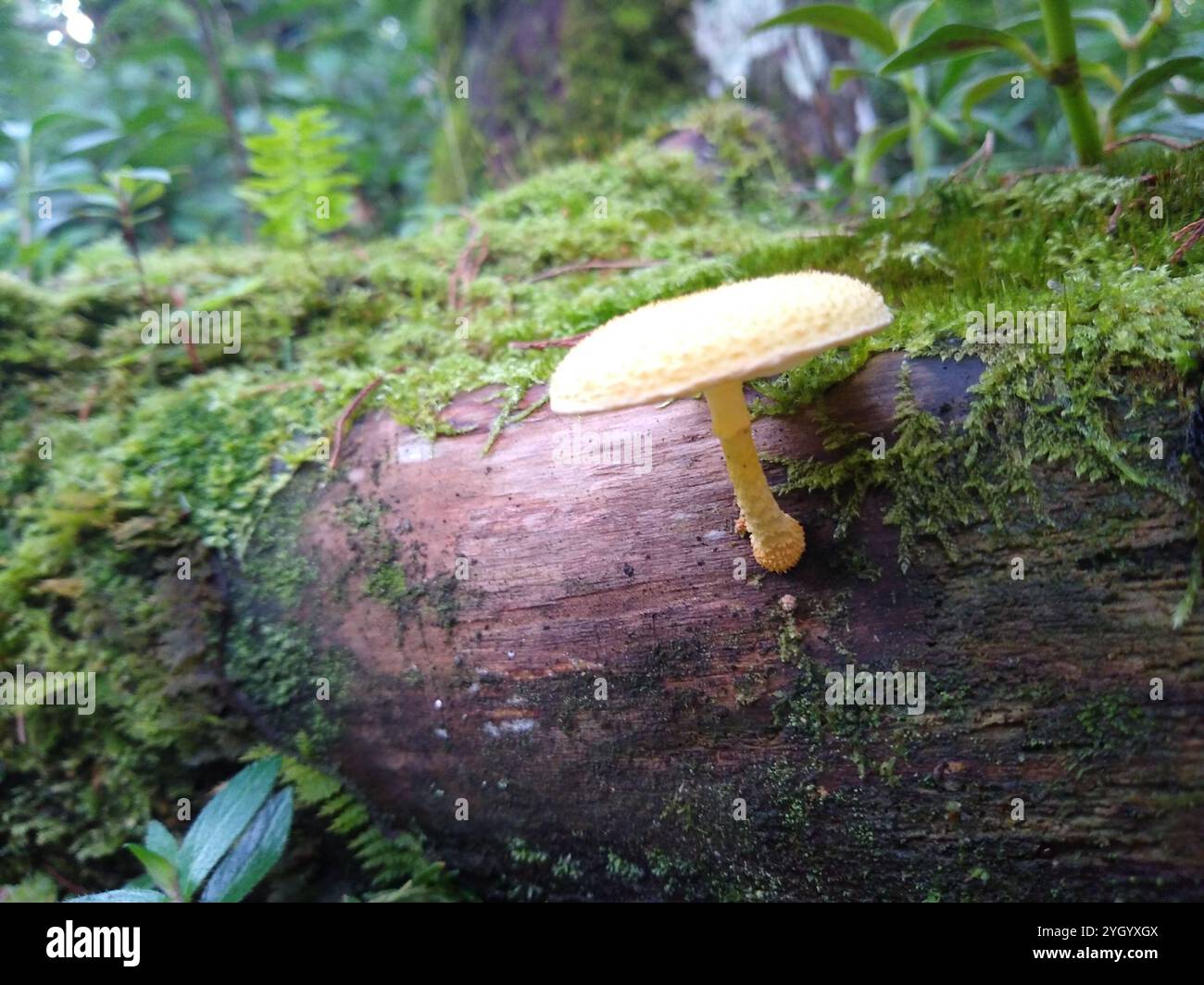 Golden-scruffy Collybia (Cyptotrama asprata Stock Photo - Alamy