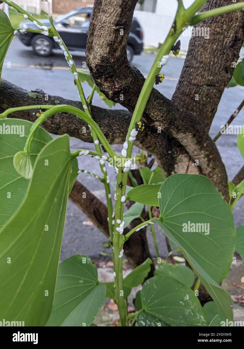 Mexican Treehopper (Membracis mexicana Stock Photo - Alamy