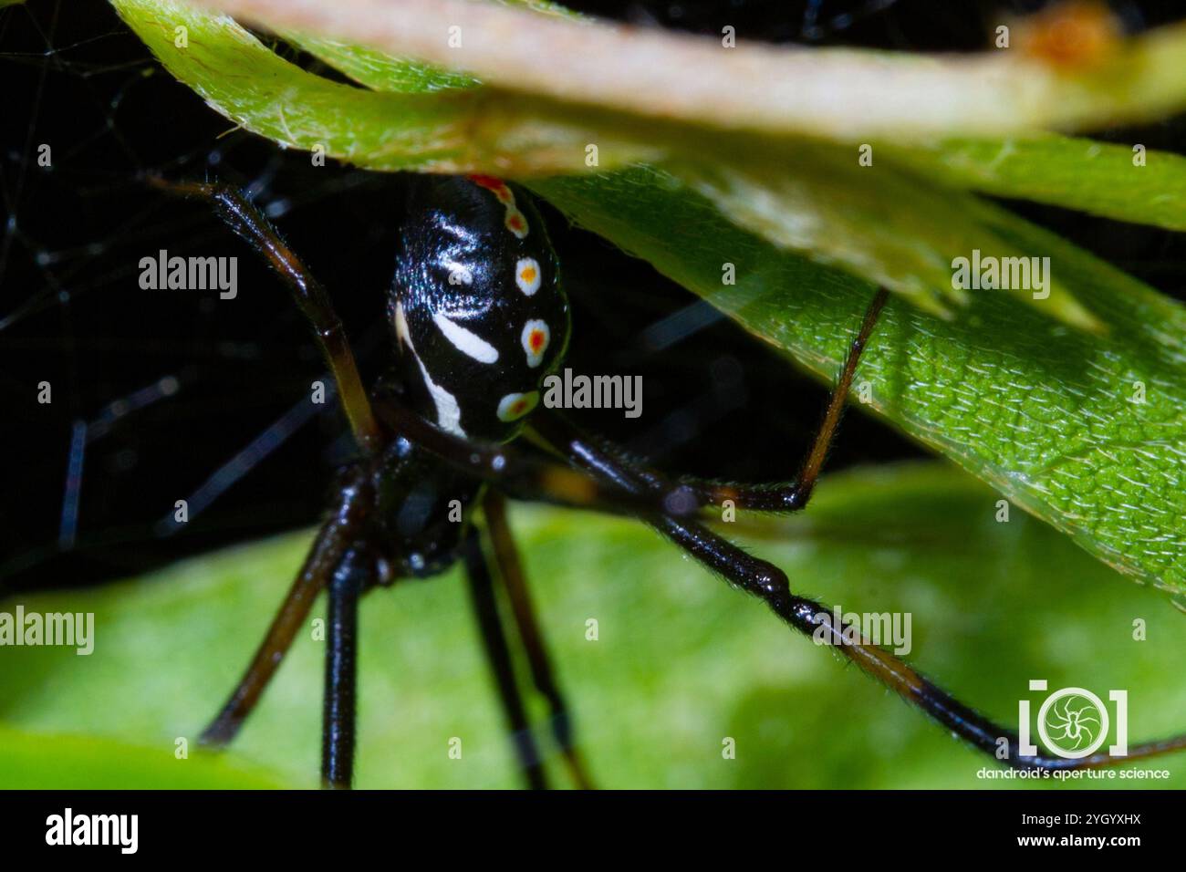 Southern Black Widow (Latrodectus mactans Stock Photo - Alamy