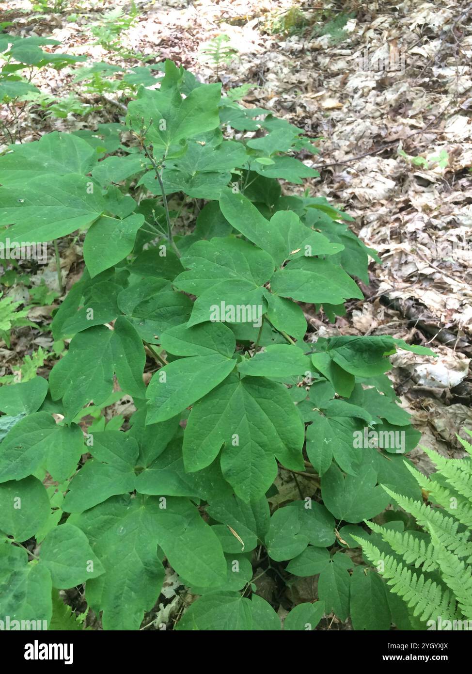 blue cohoshes (Caulophyllum Stock Photo - Alamy