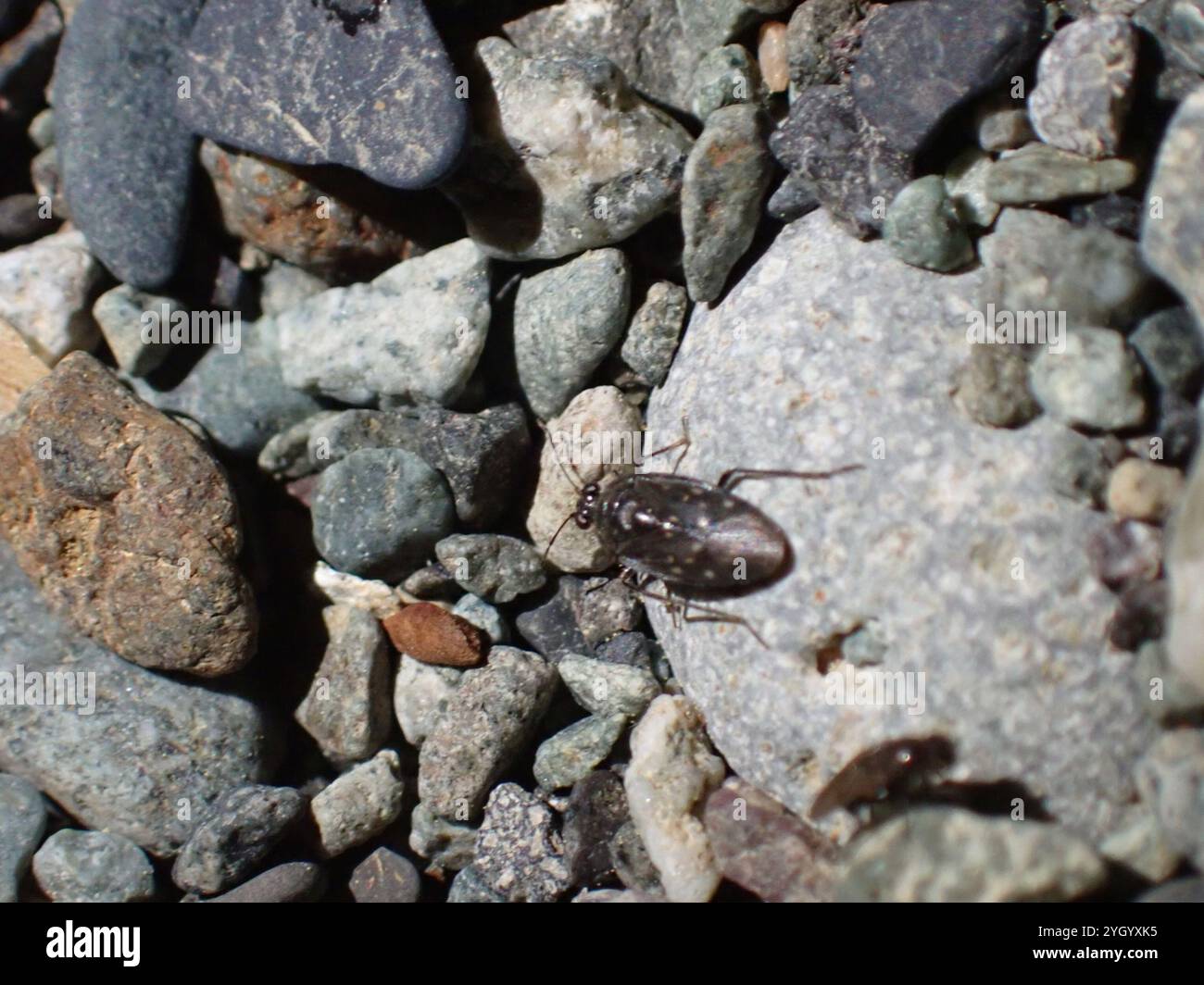 Shore bugs (Saldidae Stock Photo - Alamy