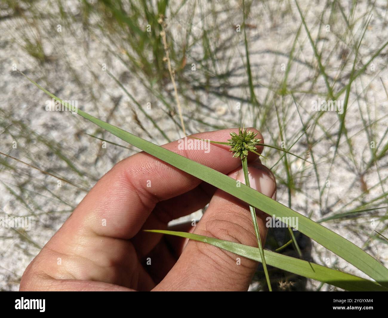 Great Plains Flatsedge (Cyperus lupulinus Stock Photo - Alamy