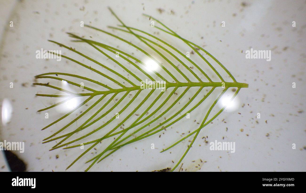 Eurasian water-milfoil (Myriophyllum spicatum Stock Photo - Alamy