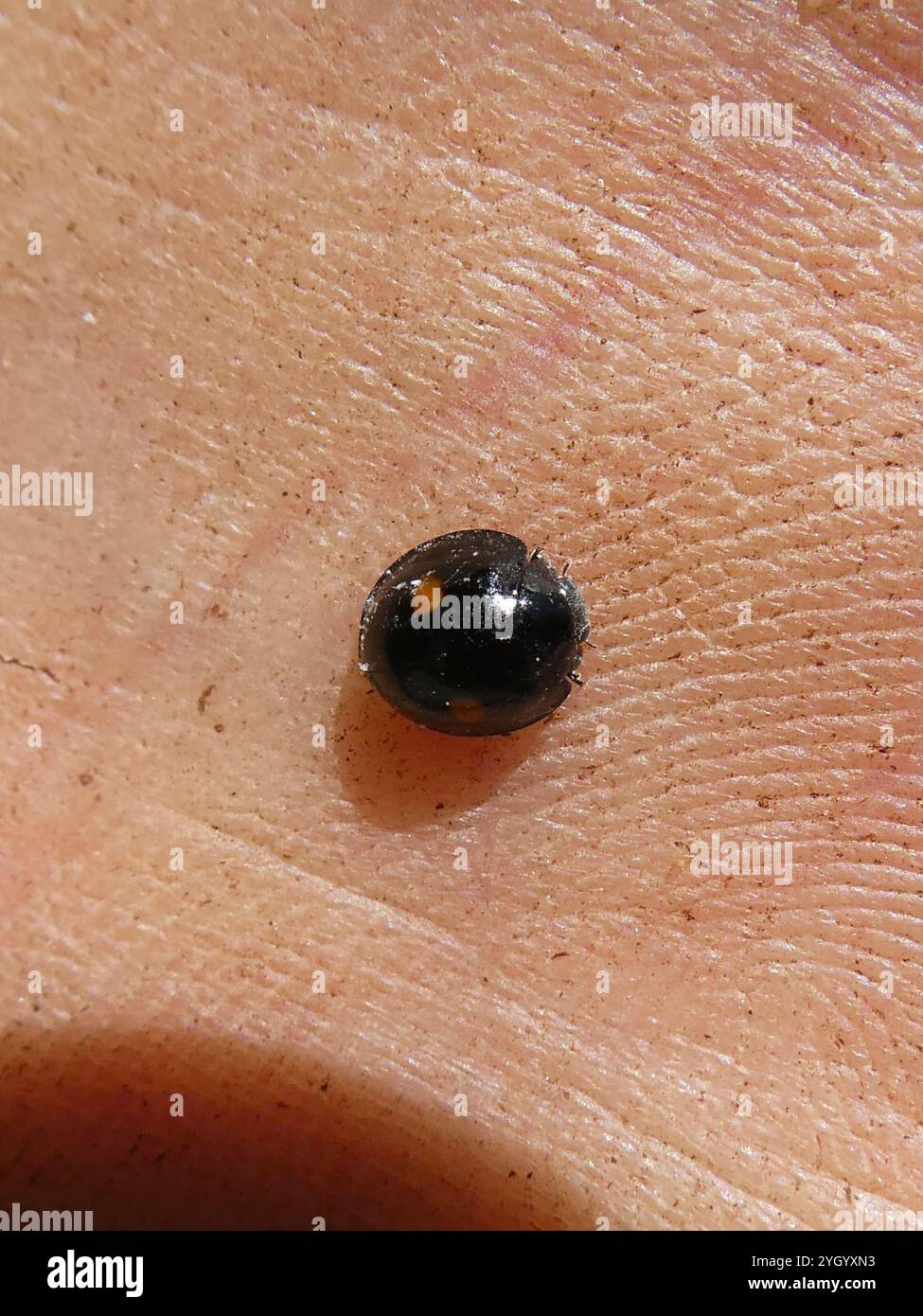 Twice-stabbed Lady Beetle (Chilocorus stigma Stock Photo - Alamy