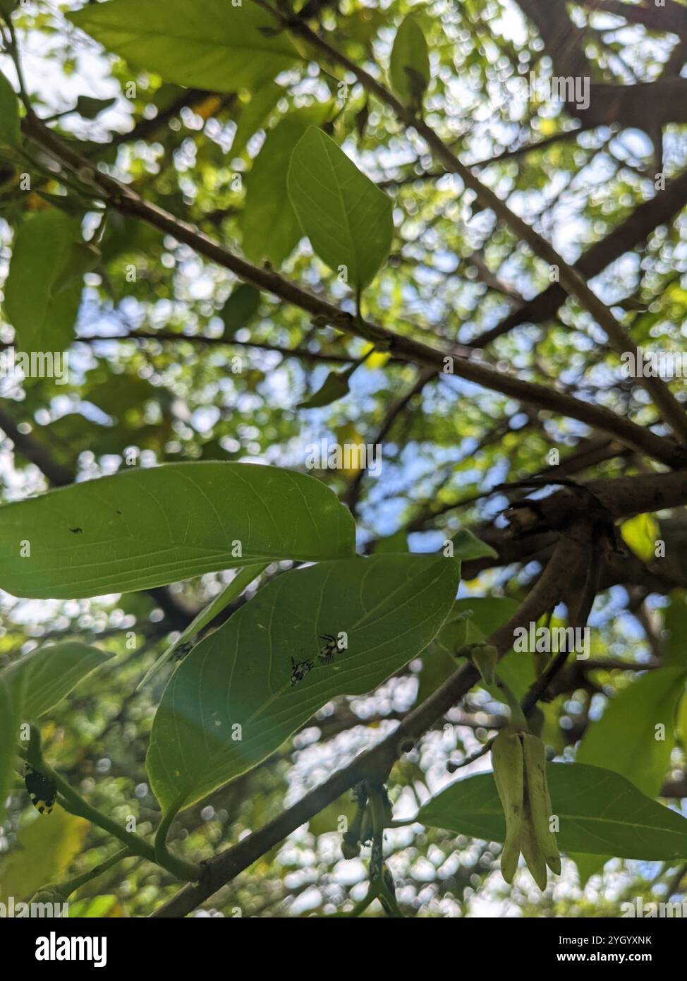 Mexican Treehopper (Membracis mexicana Stock Photo - Alamy