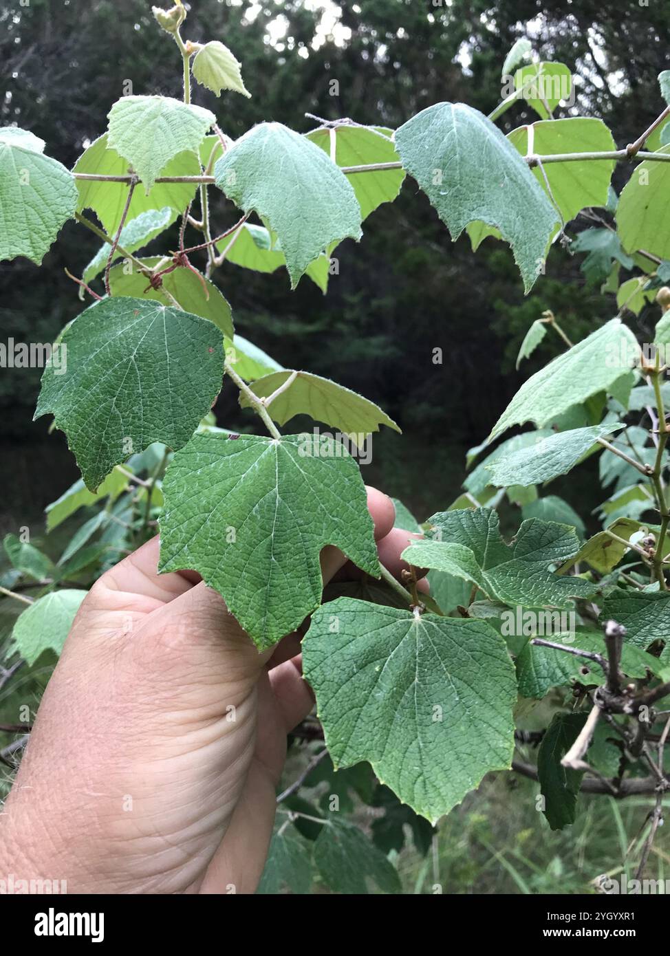 mustang grape (Vitis mustangensis Stock Photo - Alamy