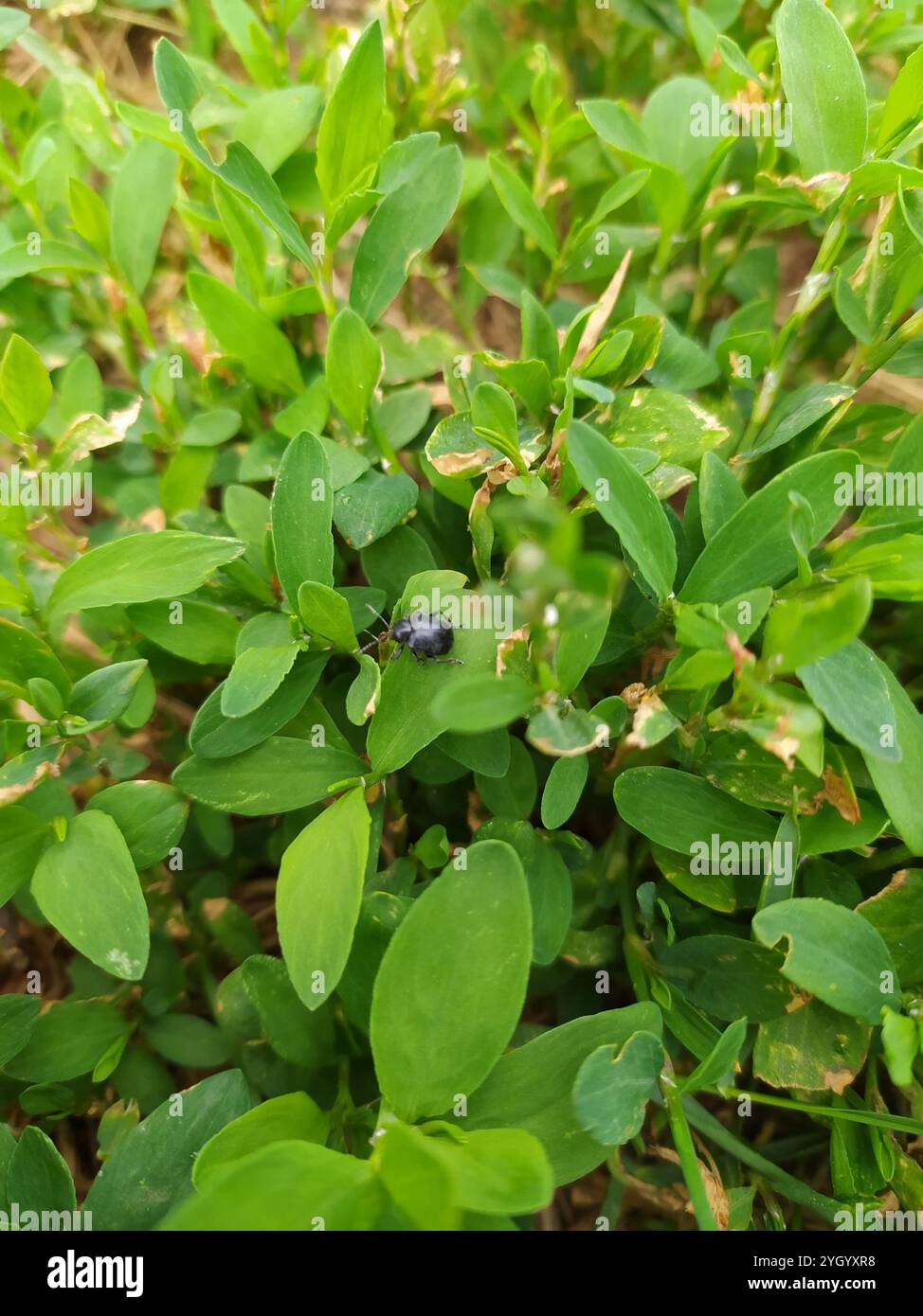 Western Grape Rootworm (Bromius obscurus Stock Photo - Alamy