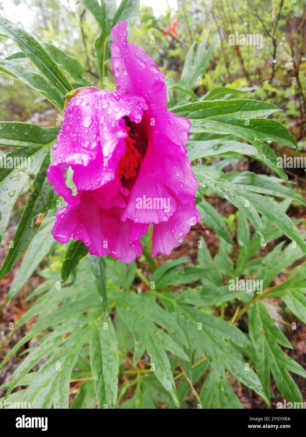 Anomalous peony paeonia anomala hi-res stock photography and images - Alamy