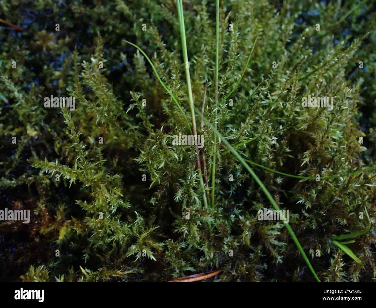 Giant Calliergon Moss (Calliergon giganteum Stock Photo - Alamy
