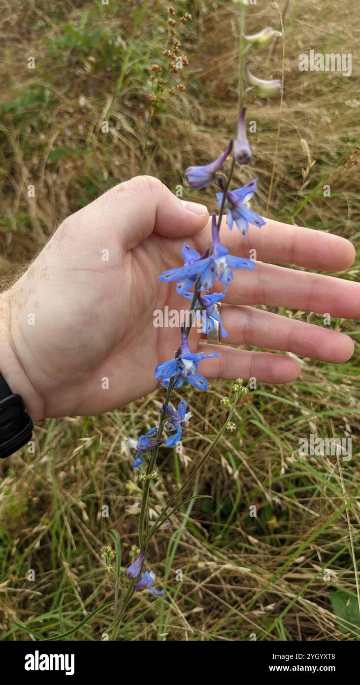 Wild Blue Larkspur (Delphinium carolinianum Stock Photo - Alamy
