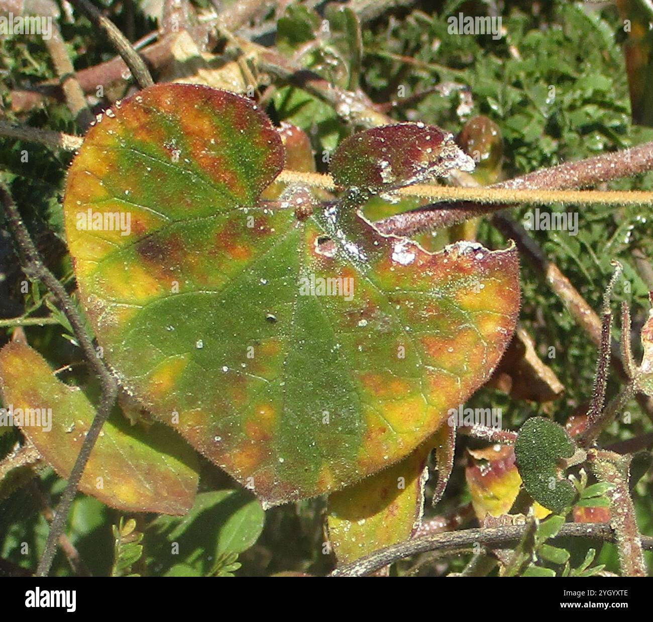 Pergularia daemia hi-res stock photography and images - Alamy