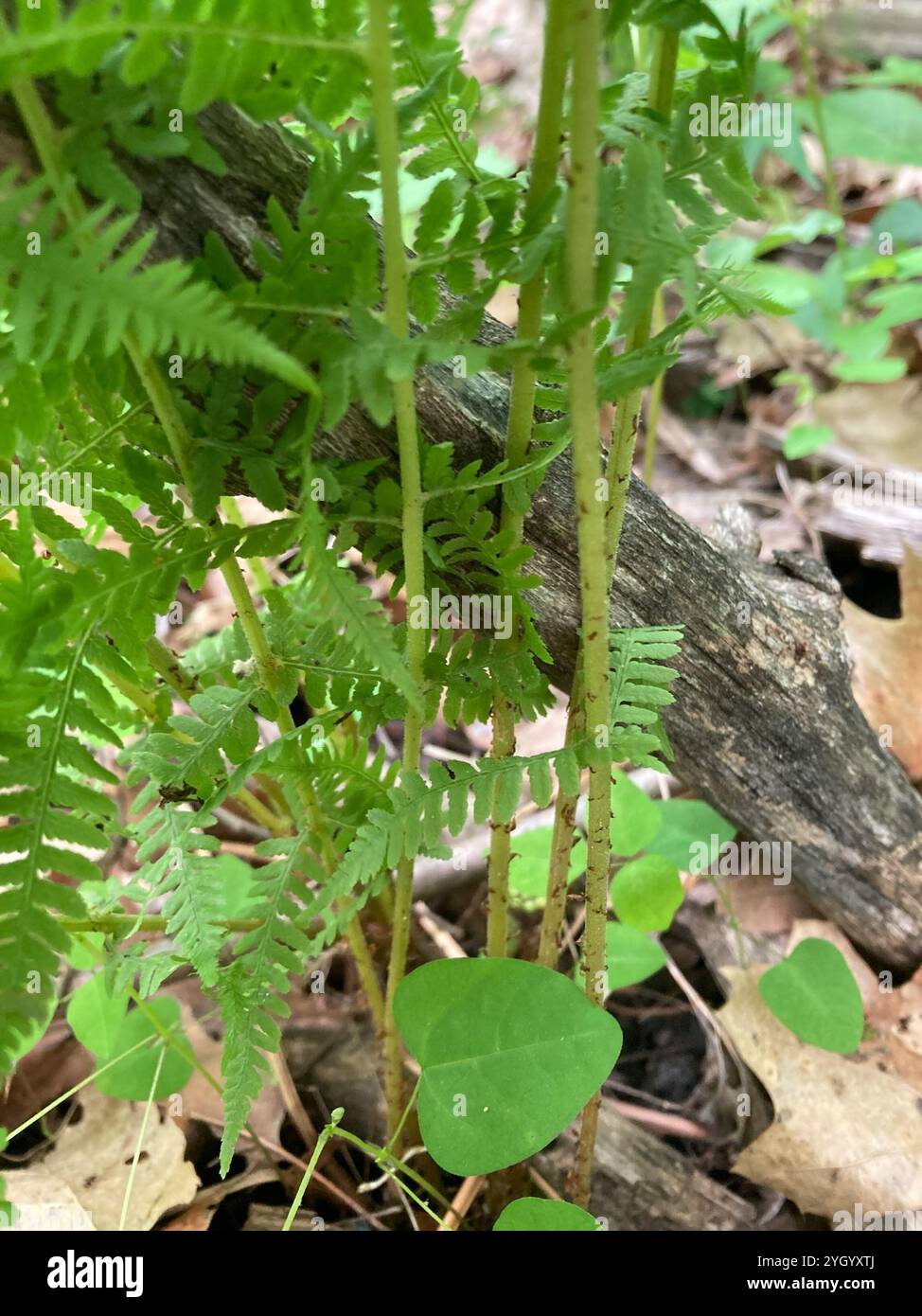 northern lady fern (Athyrium angustum Stock Photo - Alamy