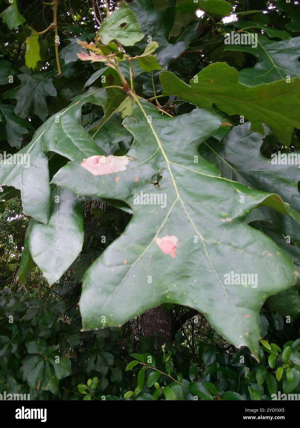 Black oak quercus velutina hi-res stock photography and images - Alamy