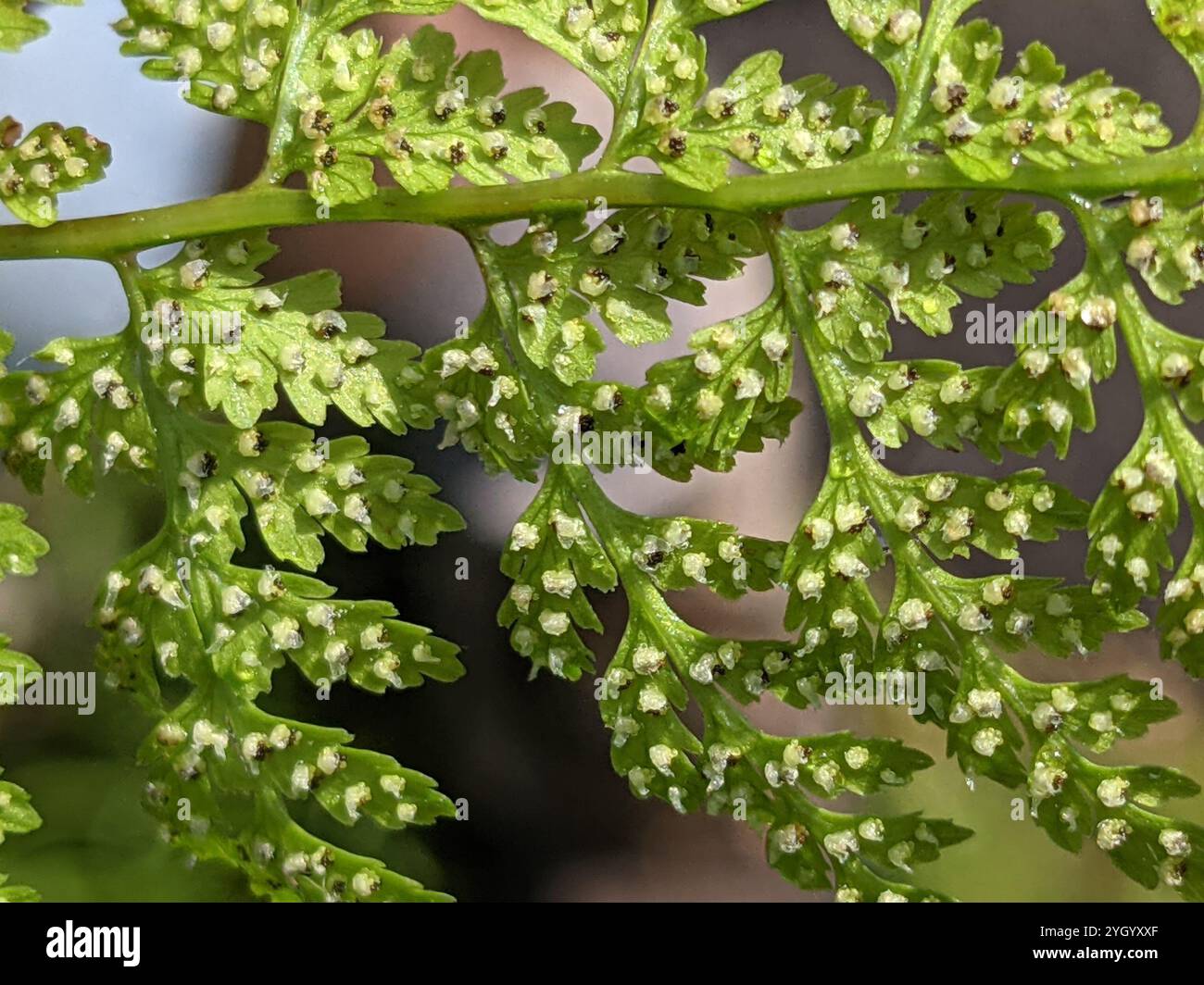 brittle bladderfern (Cystopteris fragilis Stock Photo - Alamy